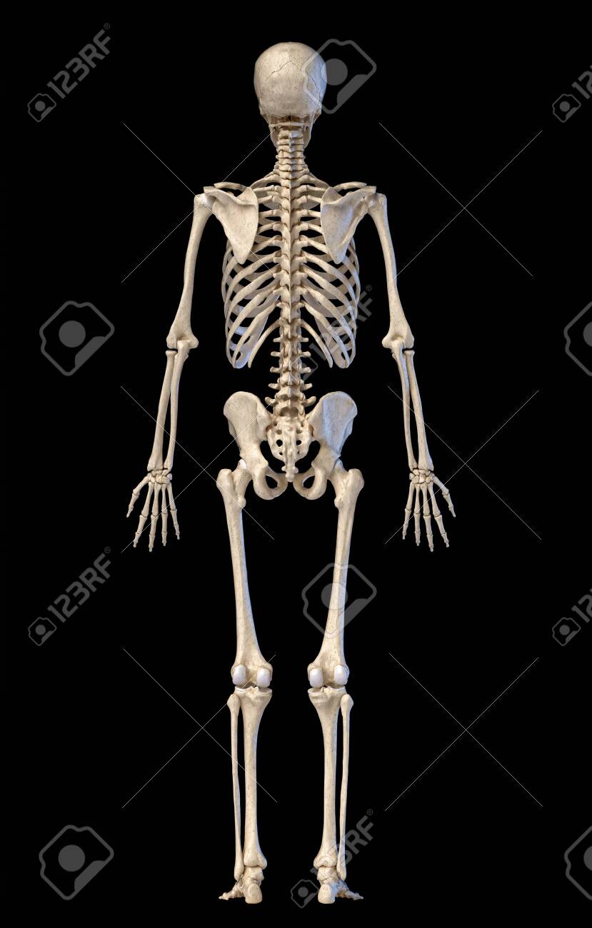 [22+] Skeletal Background on WallpaperSafari