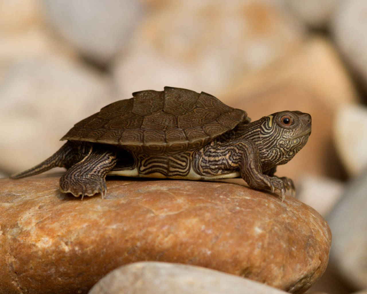 🔥 Free Download Cute Turtle Wallpaper by @valerieb | WallpaperSafari