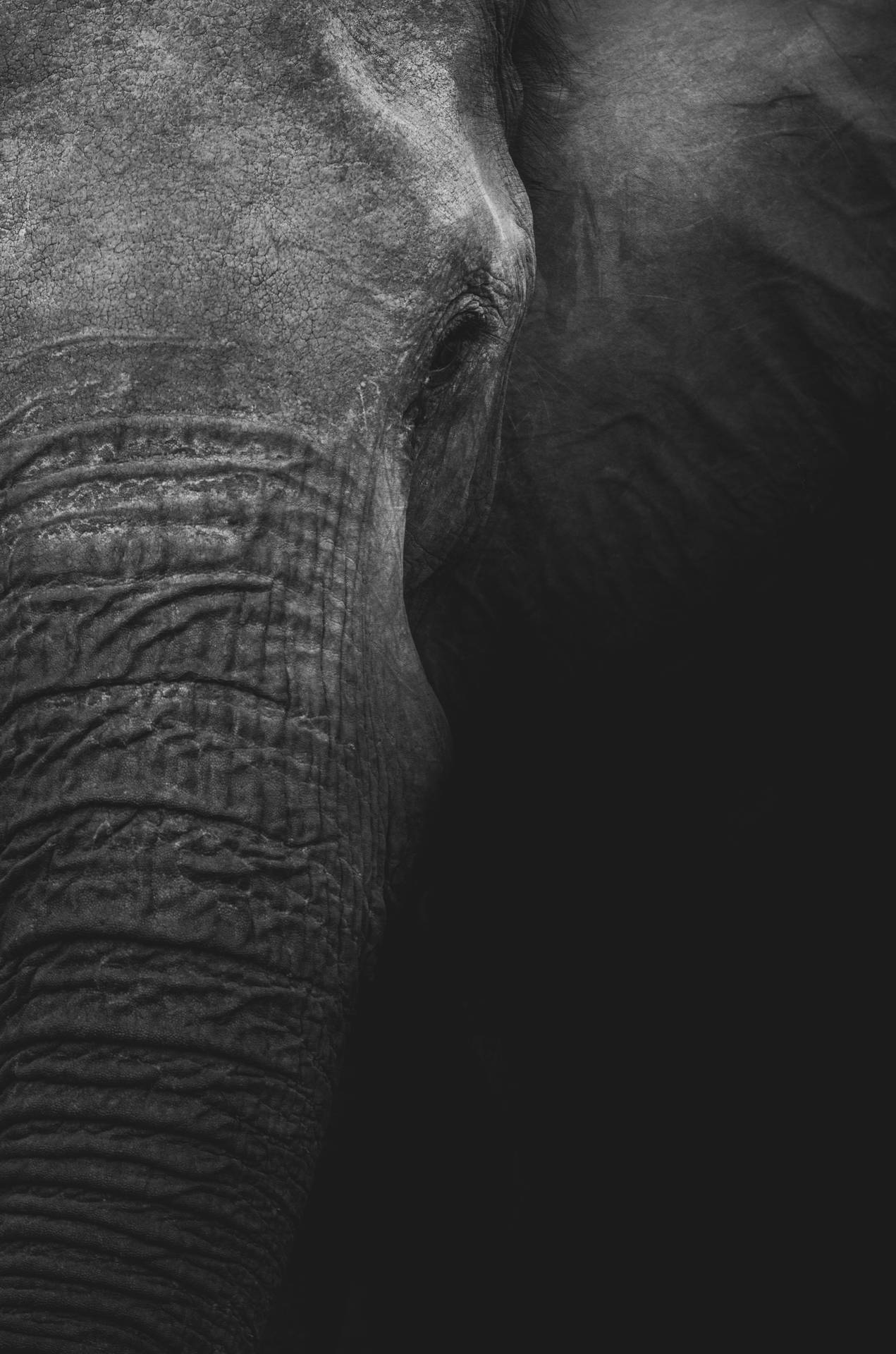 🔥 Free Download 4k Elephant Portrait Grayscale Wallpaper by @donnarice | WallpaperSafari