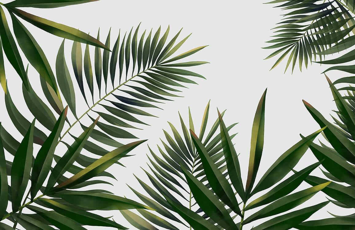 🔥 Free Download Relax And Recharge With Aesthetic Palm Leaves Wallpaper ...