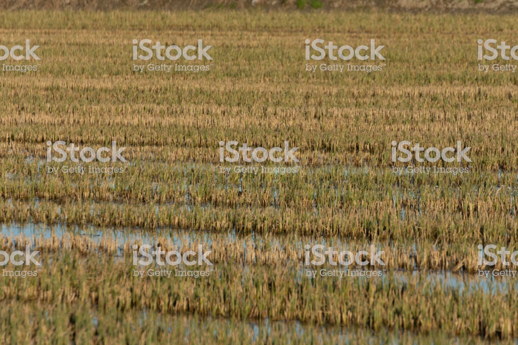 [35+] Kasi Backgrounds | WallpaperSafari