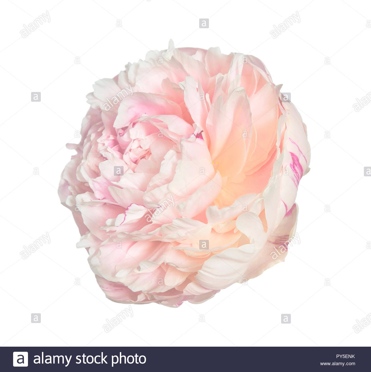 [44+] Frilly Background on WallpaperSafari