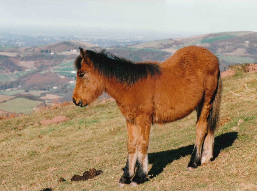 Pottok - Alchetron, The Free Social Encyclopedia