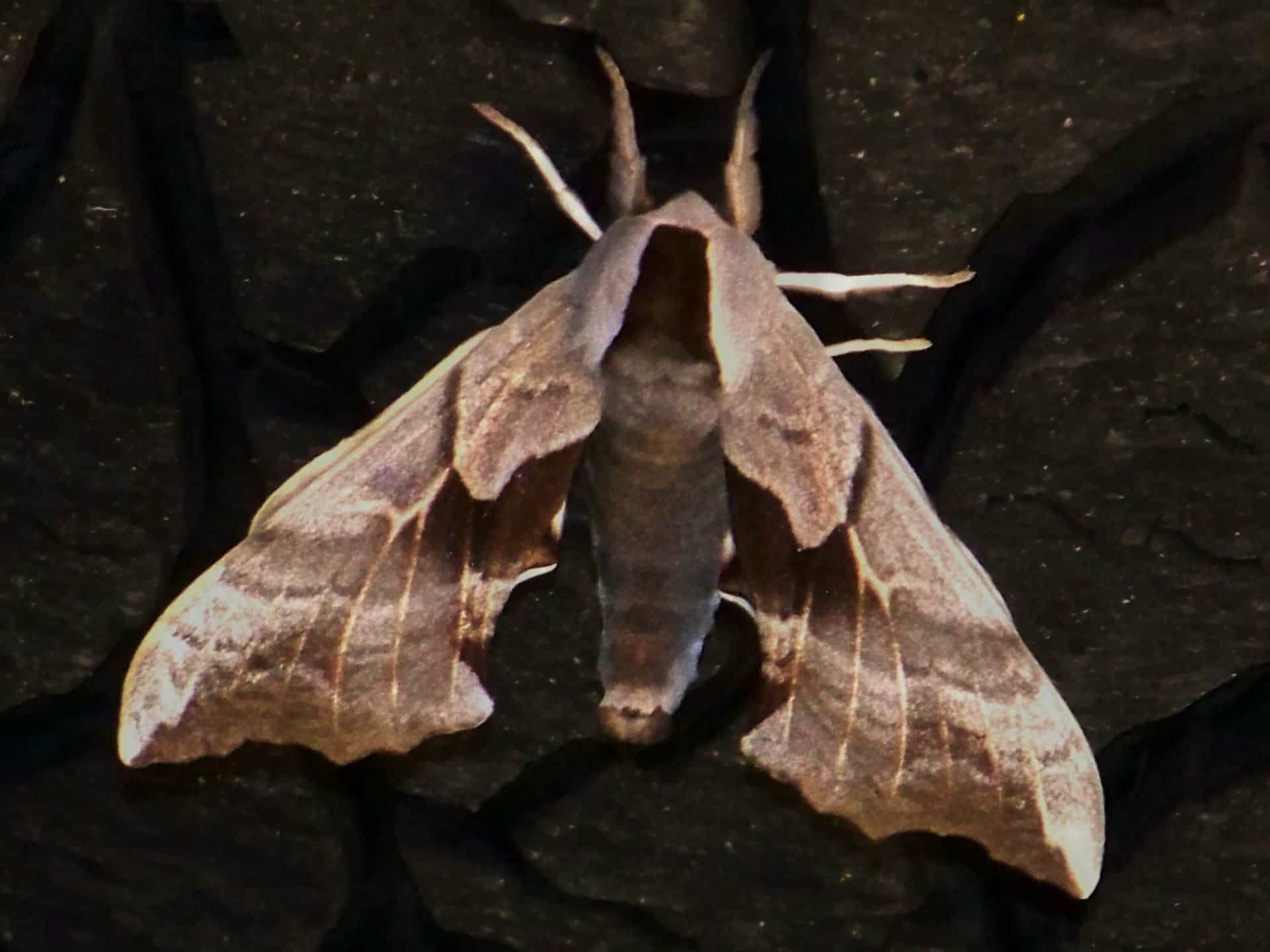 🔥 Free Download Sphinx Moth Restingon Rock Wallpaper by @luism ...