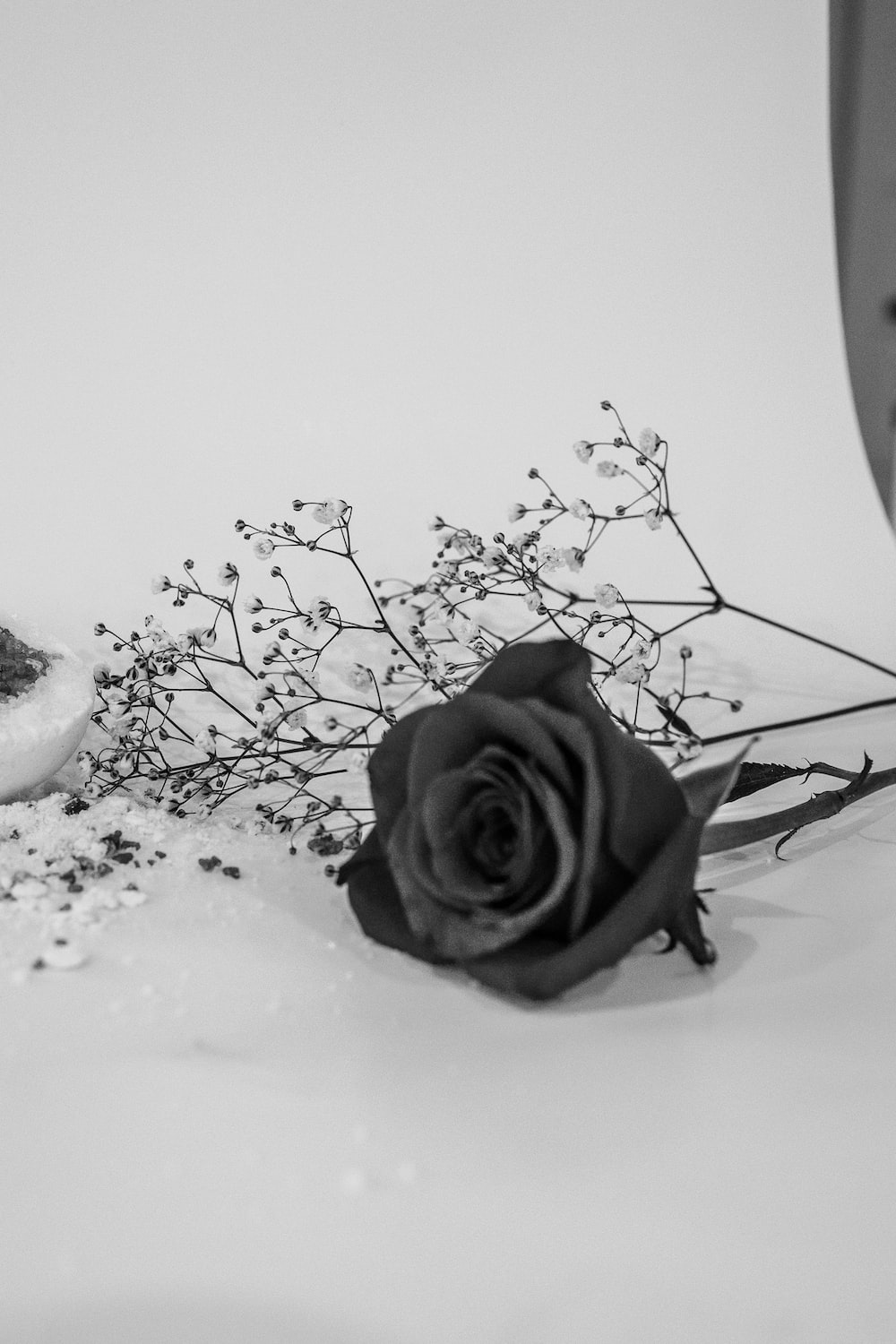 Free Download Best 100 Black Rose Pictures Download Free Images On Free Download Best 100 Black Rose Pictures Download Free Images On
