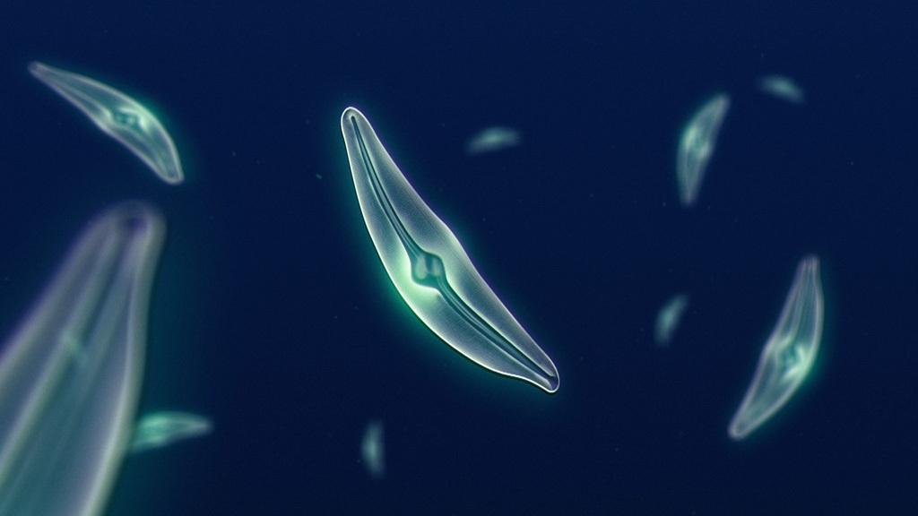 🔥 Free Download Nasa Viz Dwindling Diatoms by @sfarmer | WallpaperSafari