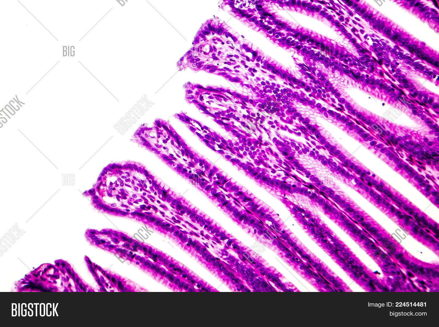 [26+] Histology Backgrounds | WallpaperSafari