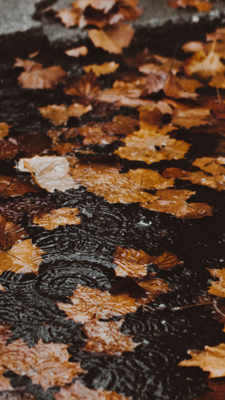 🔥 Free Download Autumn Leaves Phone Wallpaper by @gregoryf40 ...