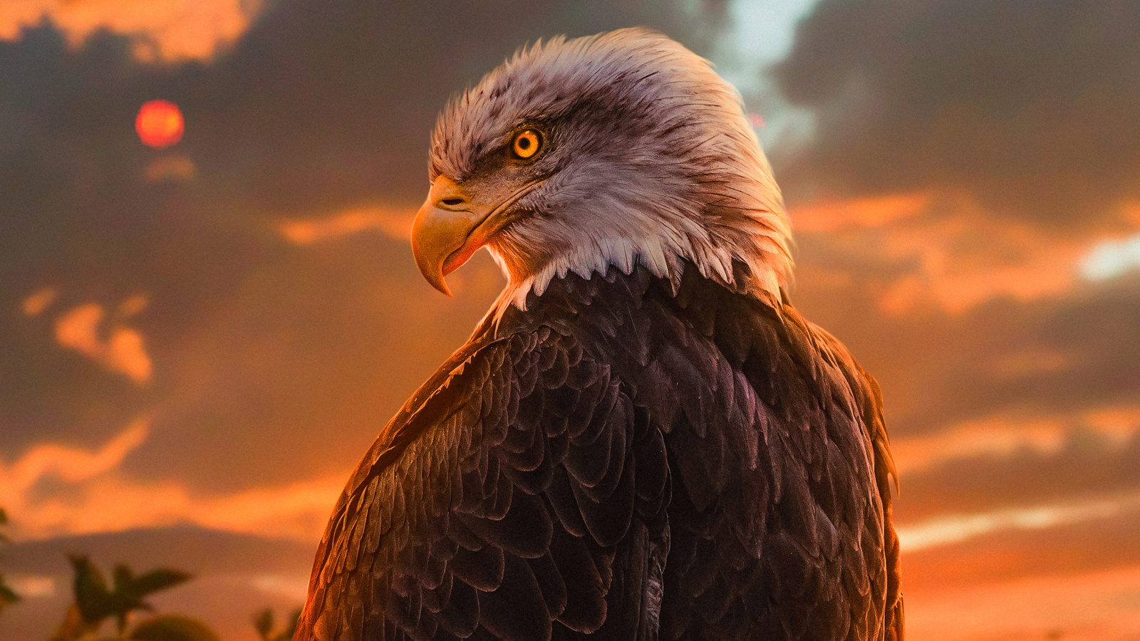 🔥 Free Download Wild Bald Eagle 4k Wallpaper Resolution Hd by @kcooper88 | WallpaperSafari
