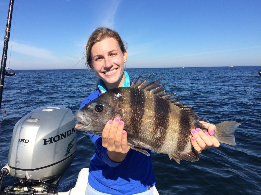 [61+] Sheepshead Wallpaper on WallpaperSafari