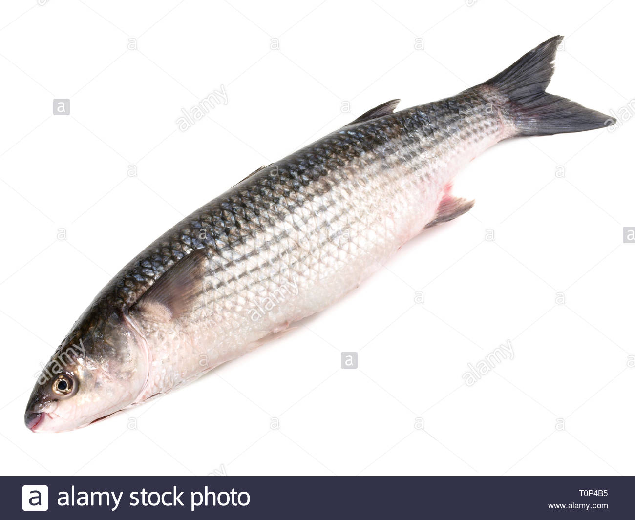 [40+] Mullet Background on WallpaperSafari