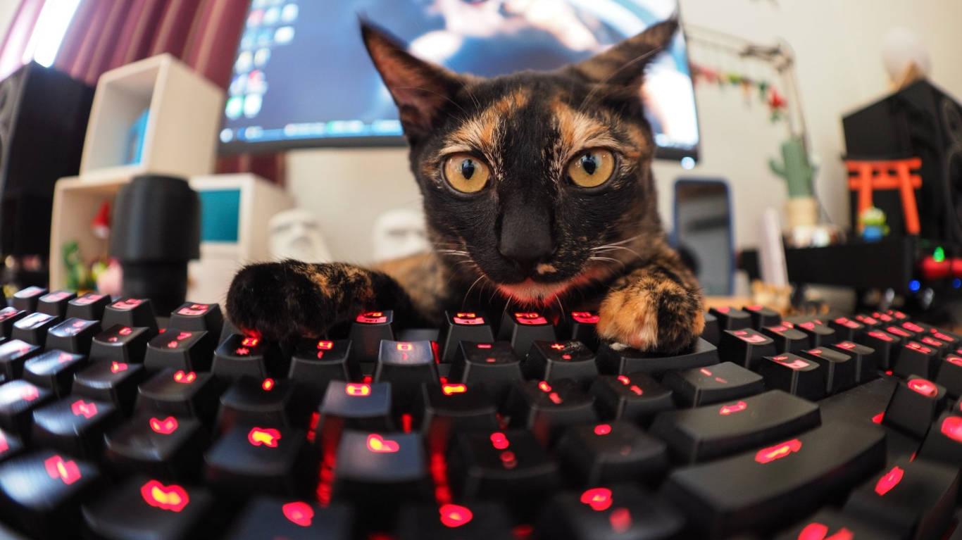 🔥 Free Download Fisheye Gamer Cat Keyboard Wallpaper by @hhanson96 ...