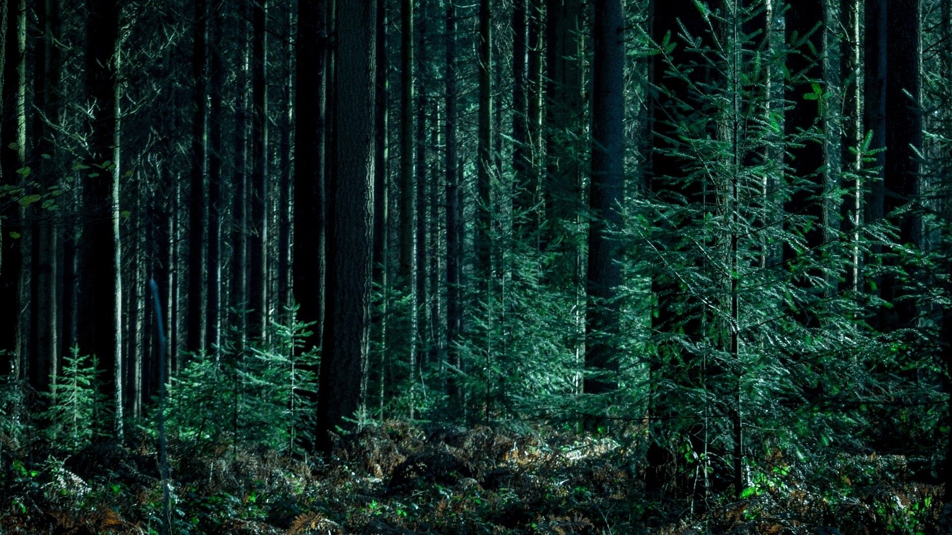 🔥 [50+] Dark Green Forest Wallpapers | WallpaperSafari