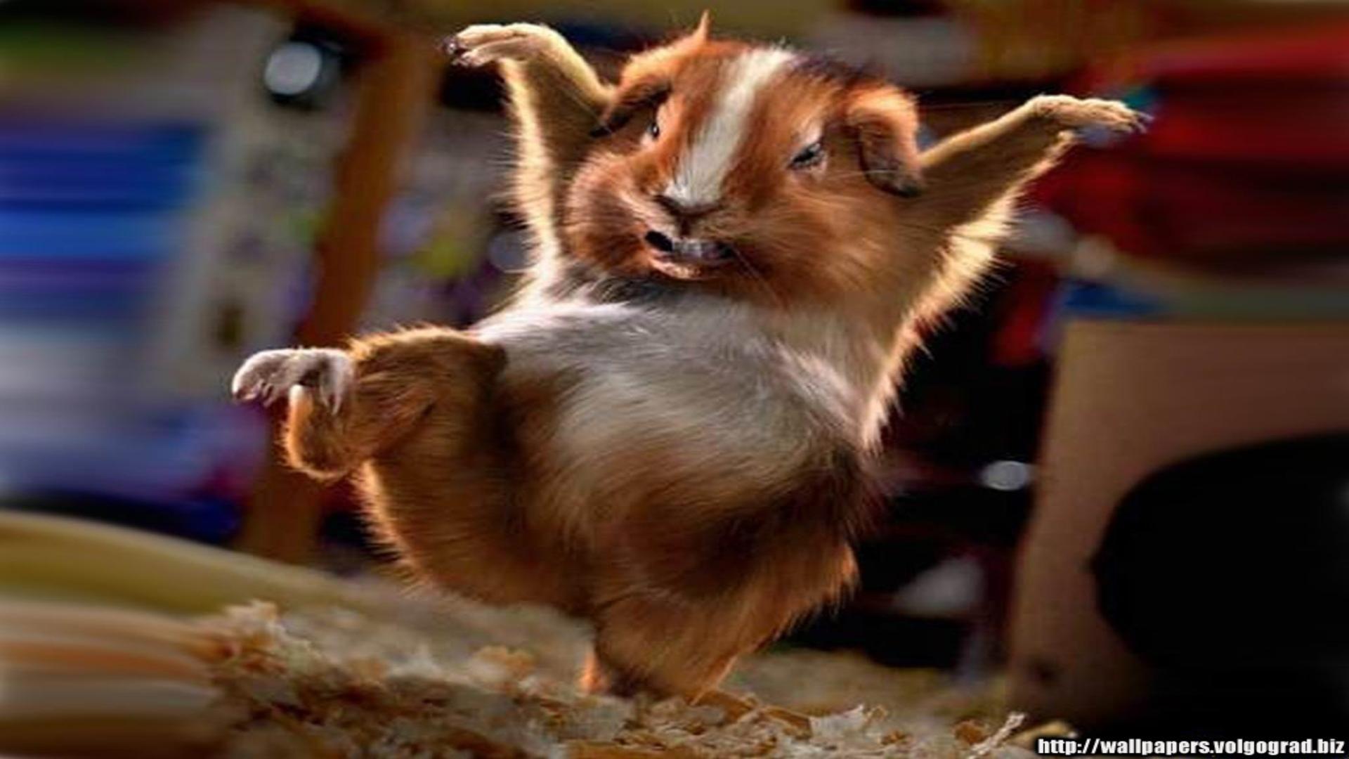 Funny Desktop Screensavers Pc