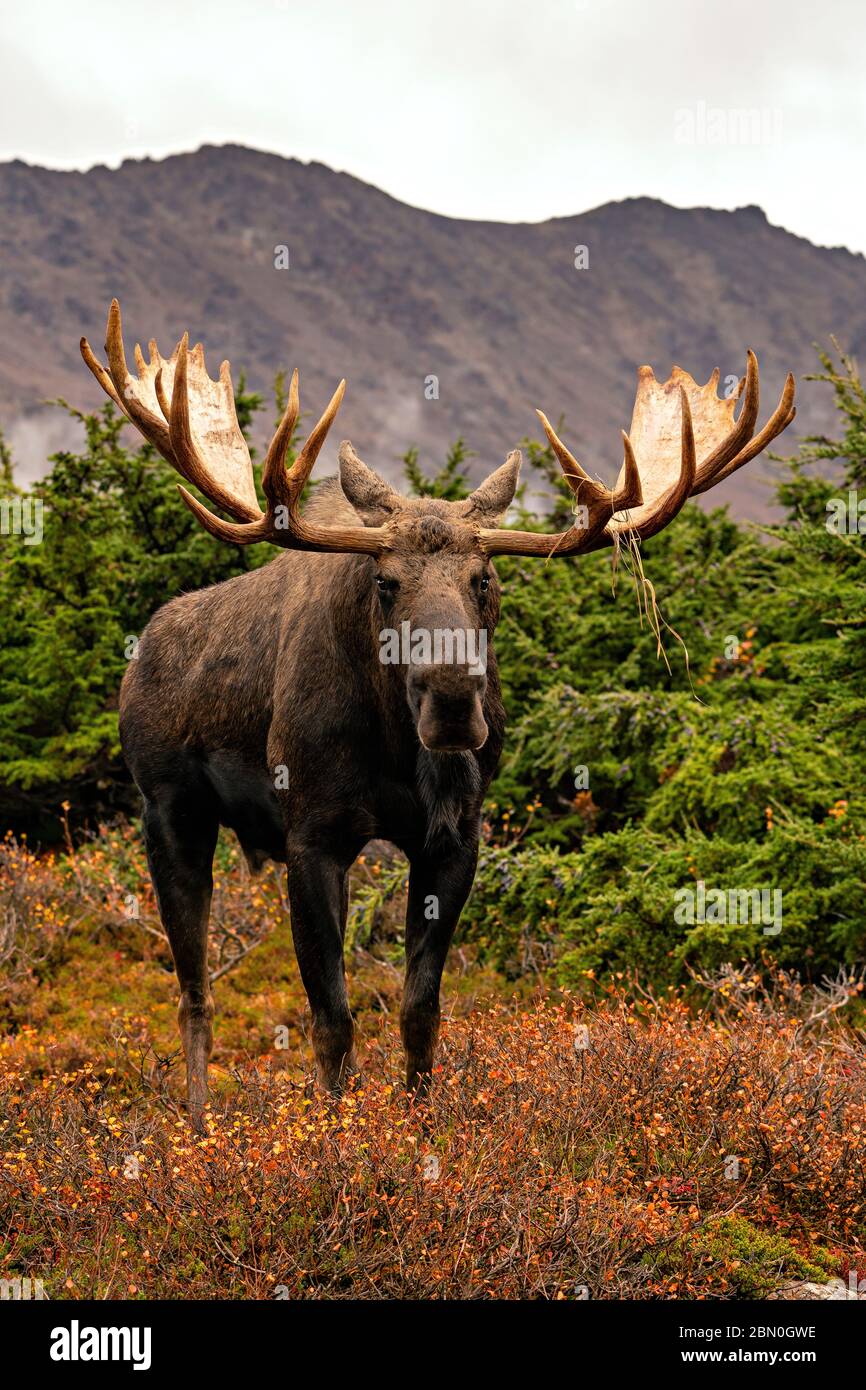 Free download Bull Moose in Yellow [1000x1000] for your Desktop, Mobile ...