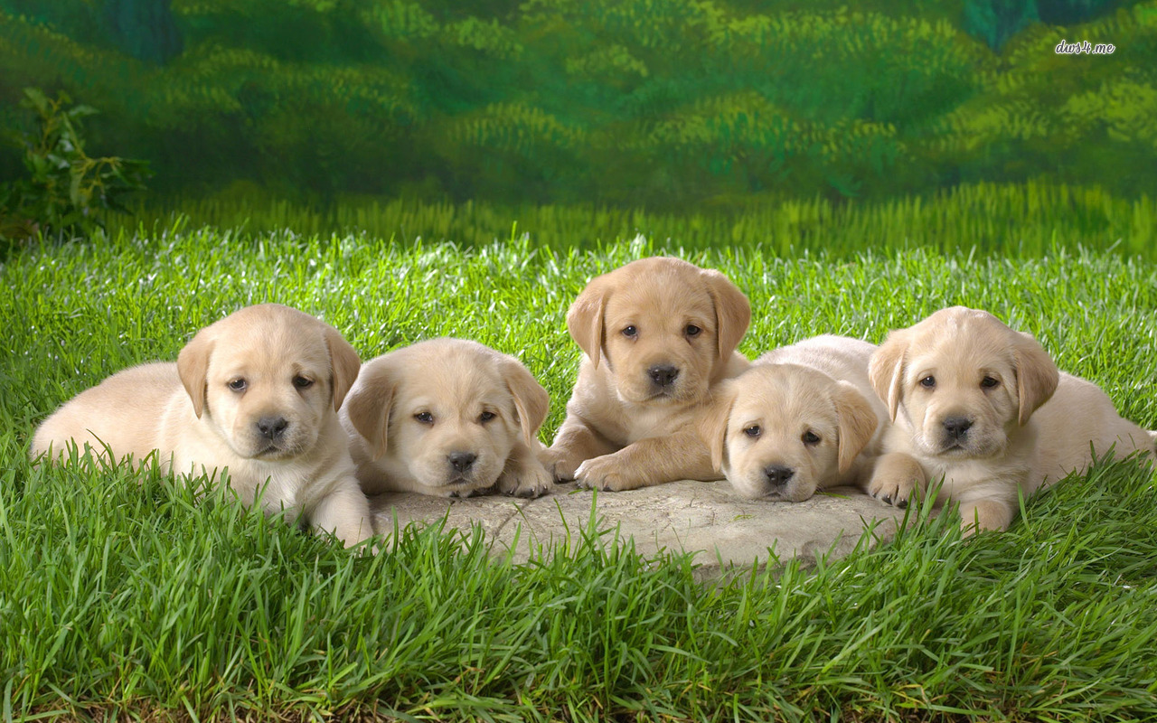 Labrador Retriever Wallpaper Border