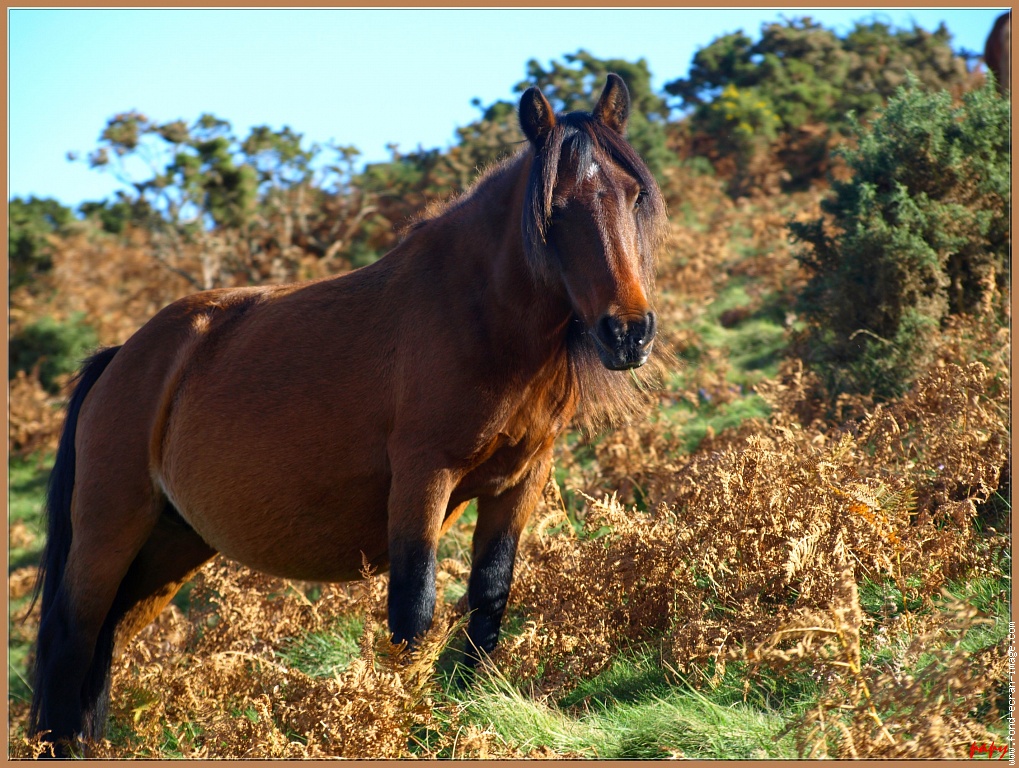 🔥 [50+] Pottok Wallpapers | WallpaperSafari