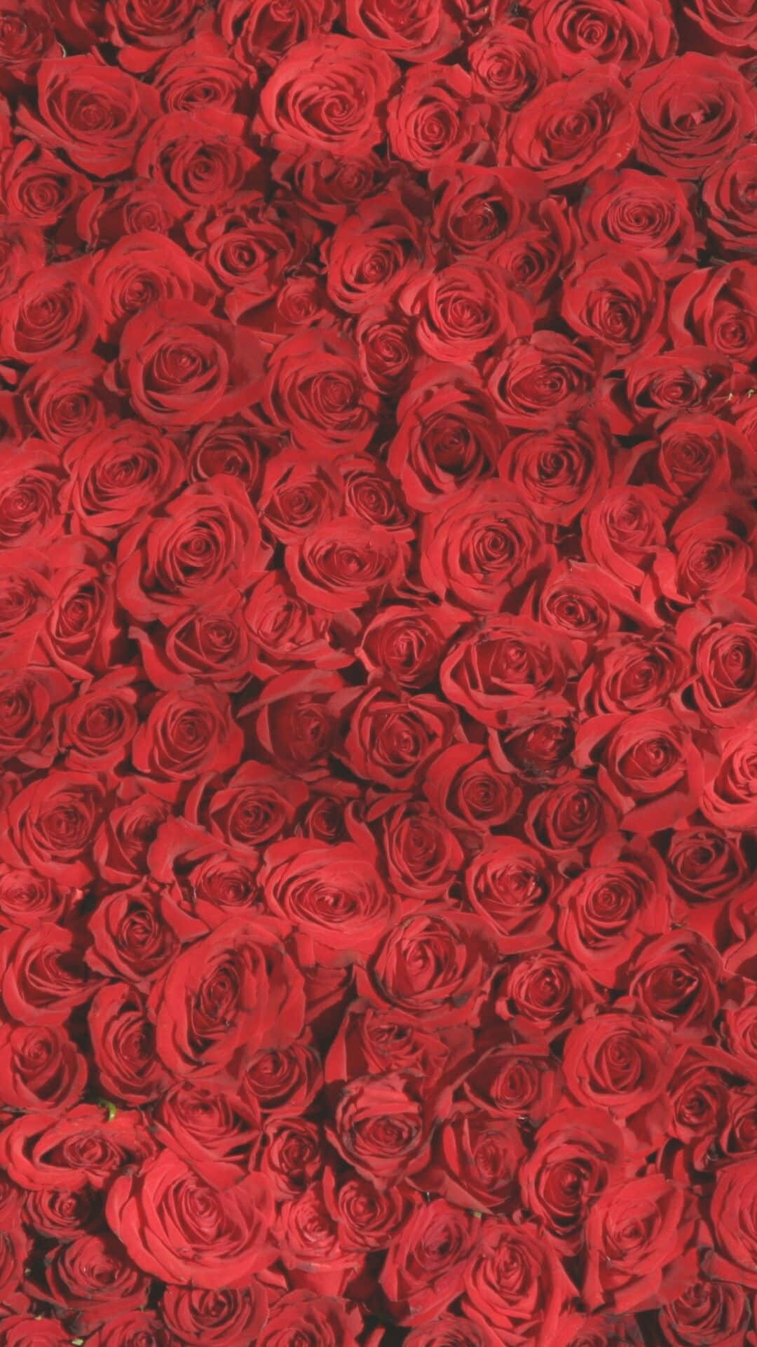 🔥 [50+] Red Flower Aesthetic Wallpapers | WallpaperSafari
