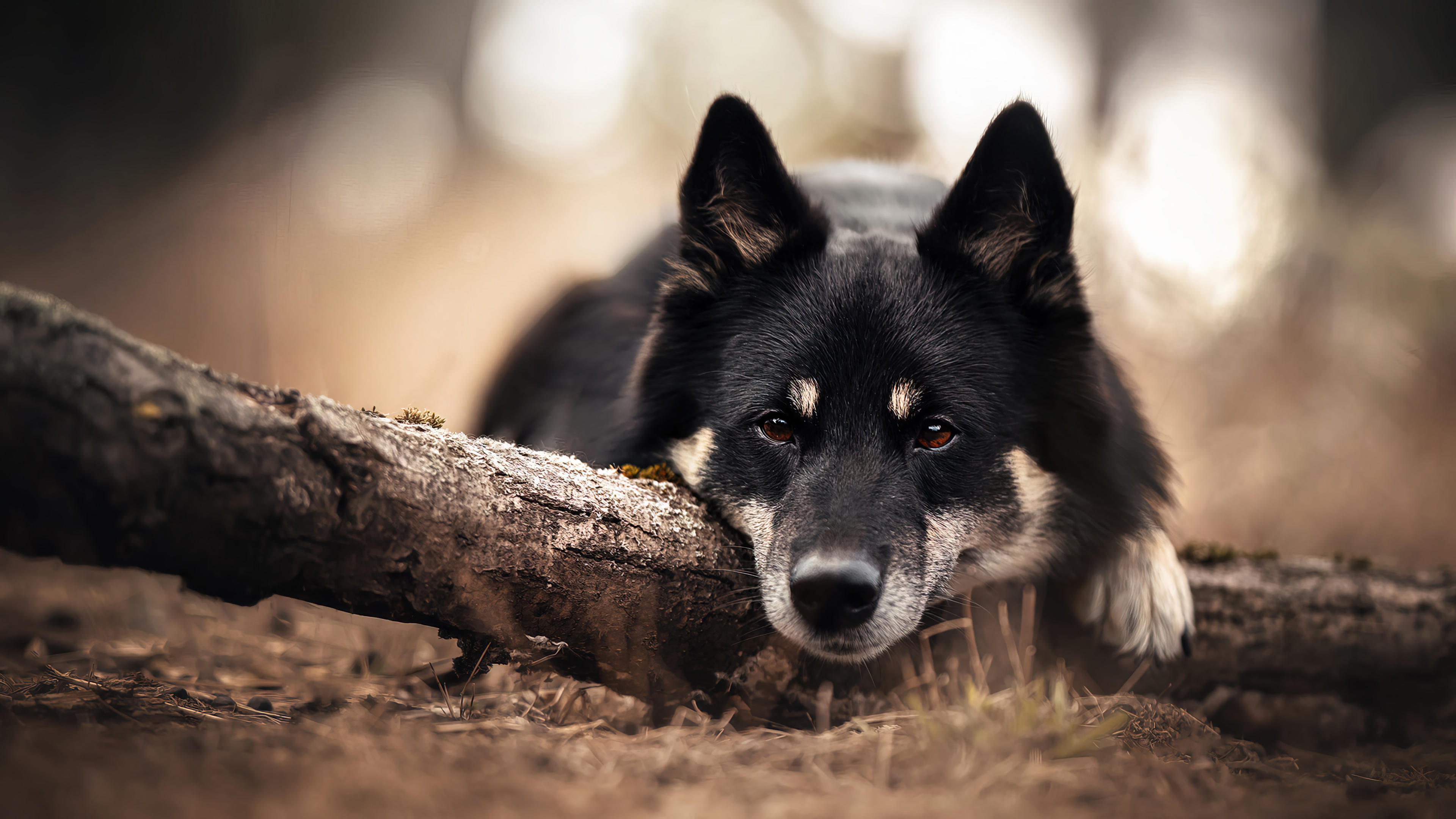 🔥 [40+] Dog 4k Wallpapers | WallpaperSafari