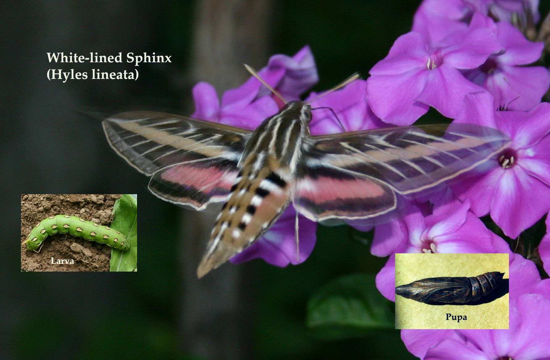 🔥 Free Download Sphinx Moths Wallpaper by @vincentmolina | WallpaperSafari