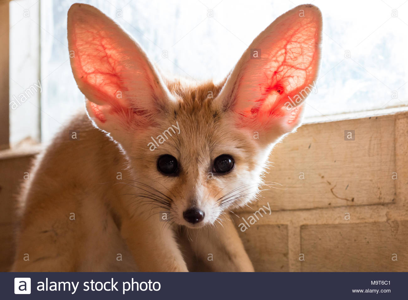 [56+] Fennec Background | WallpaperSafari