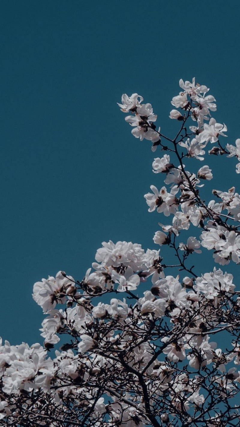 🔥 [20+] Spring Aesthetic Blue Wallpapers | WallpaperSafari