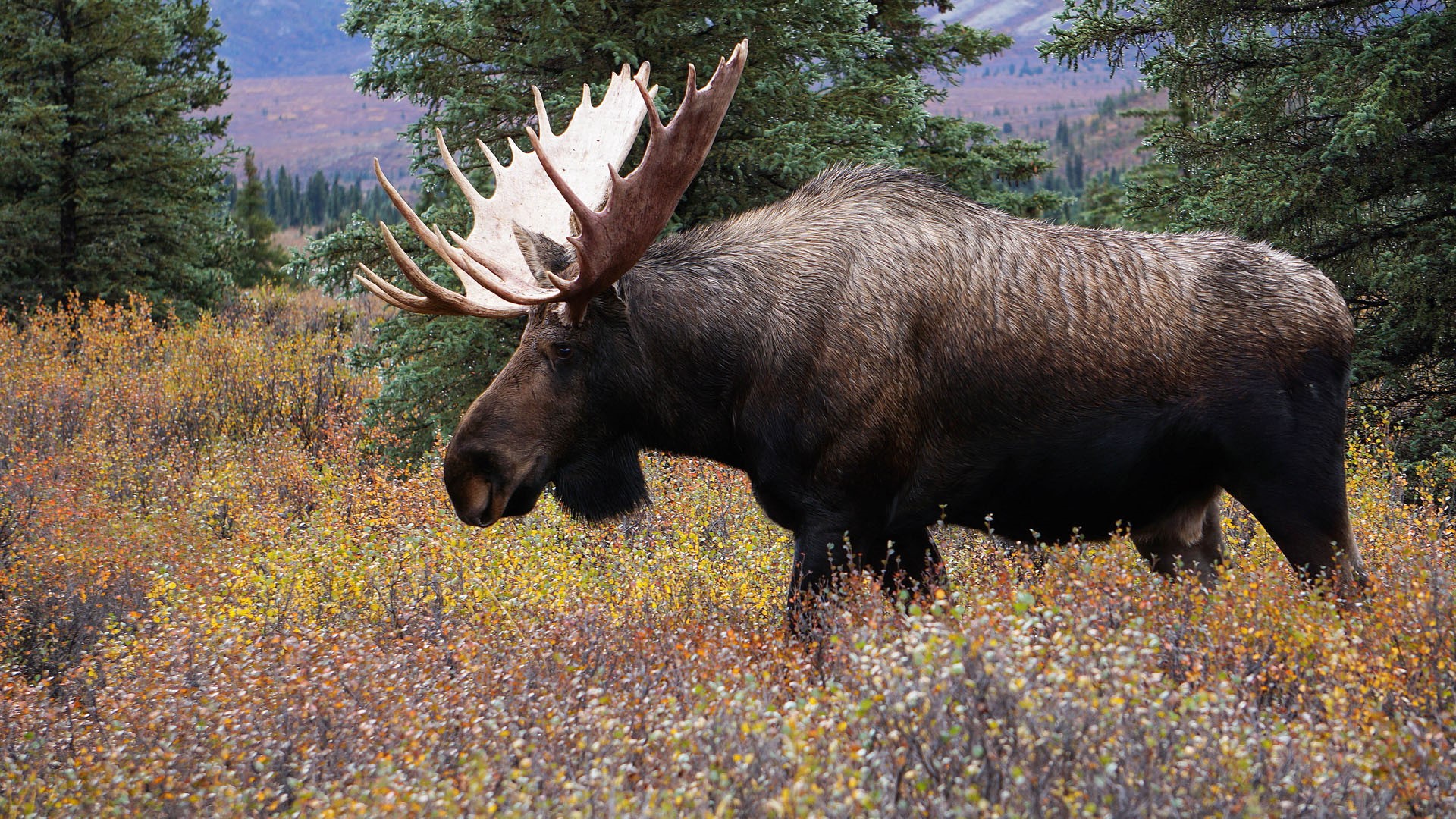 🔥 Free Download Wild Moose Bull In National Park Denali Alaska Usa Wallpaper by @jorgelevine ...