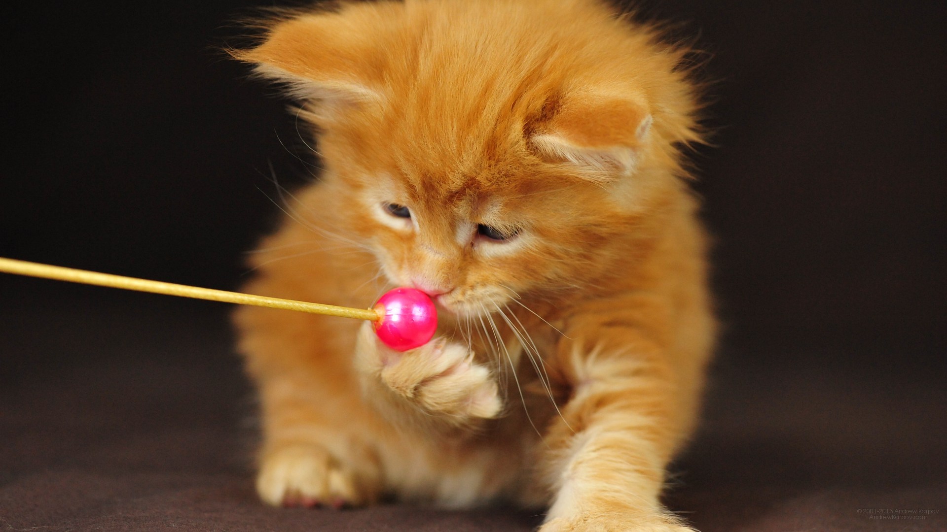 [76+] Lolcat Wallpaper on WallpaperSafari