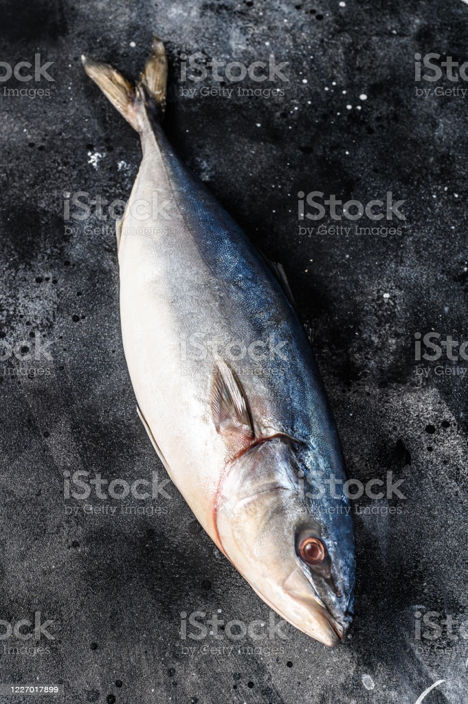 🔥 [32+] Amberjack Background | WallpaperSafari