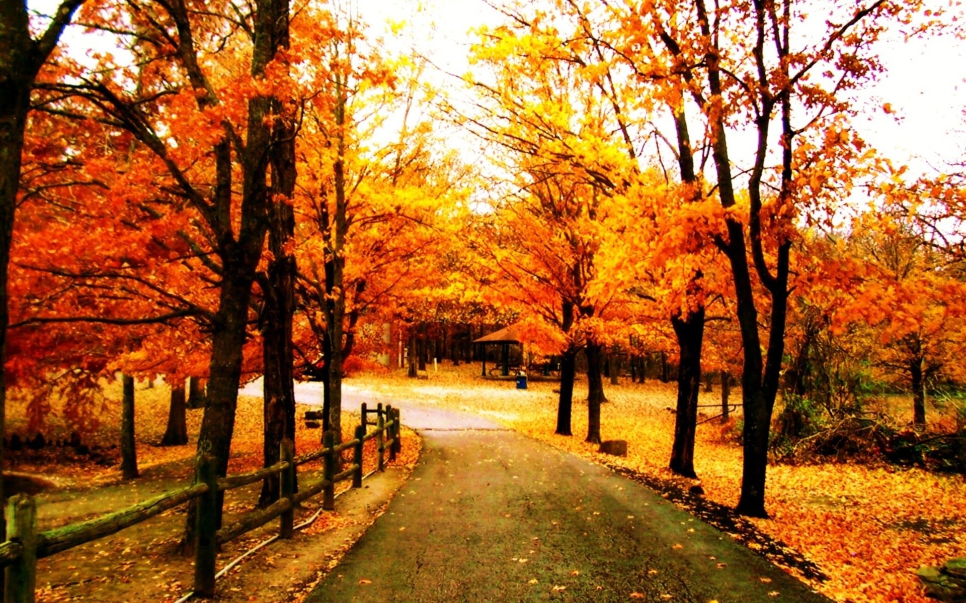 🔥 Free Download Autumn Wallpaper Beautiful Fall Lea by @thomasnorton ...