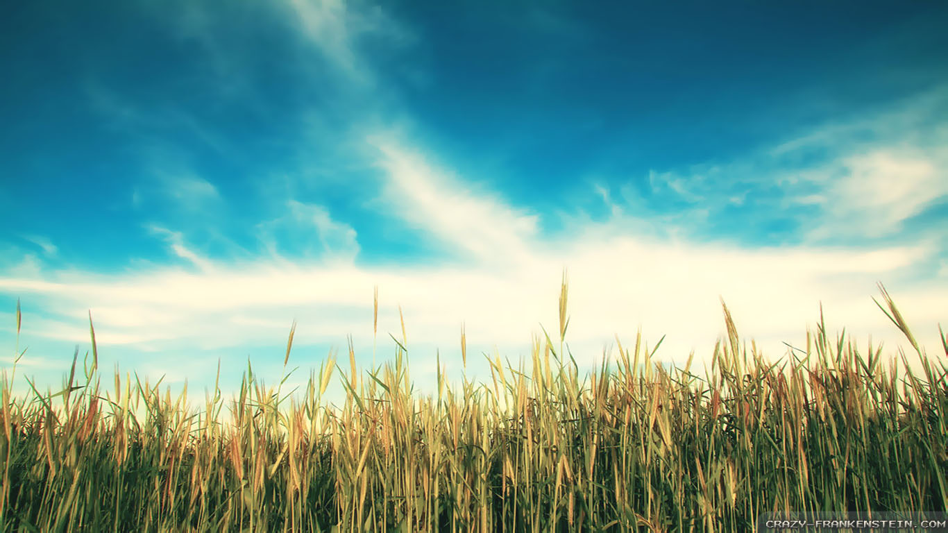 Free download paste made from wheat is a popular type of wallpaper ...