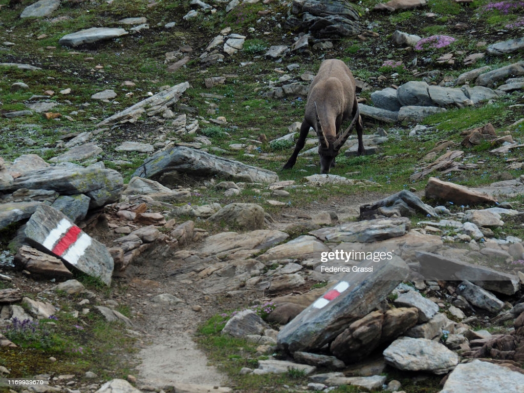🔥 Free Download Alpine Ibex Or Steinbock Near Patch Of Snow In Bedretto ...