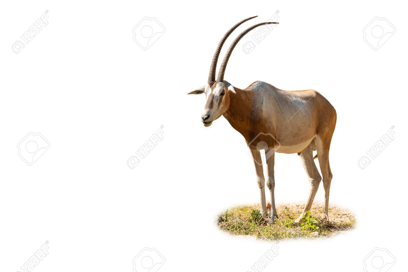 Free download oryx clipart african animal oryx PNG image with ...