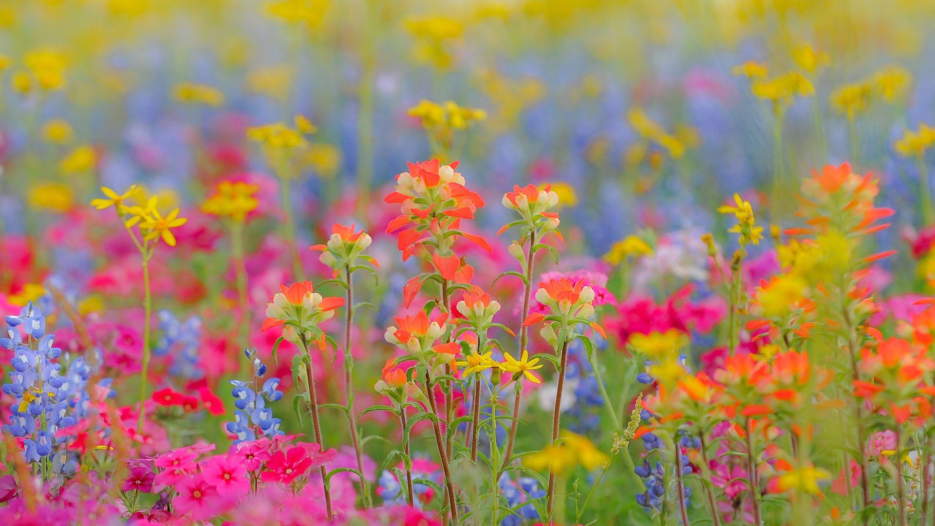 🔥 Free Download Wildflower Field Wallpaper by @tsmith66 | WallpaperSafari