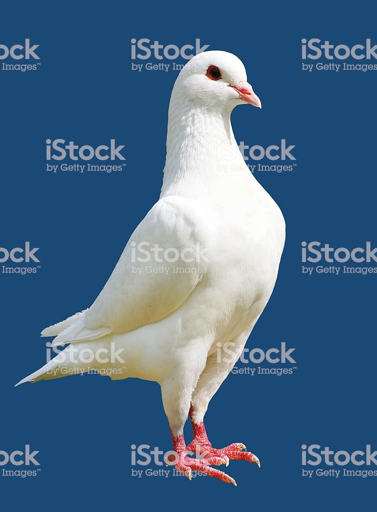 Jeremiah Nguyen Wallpaper Collection on WallpaperSafari