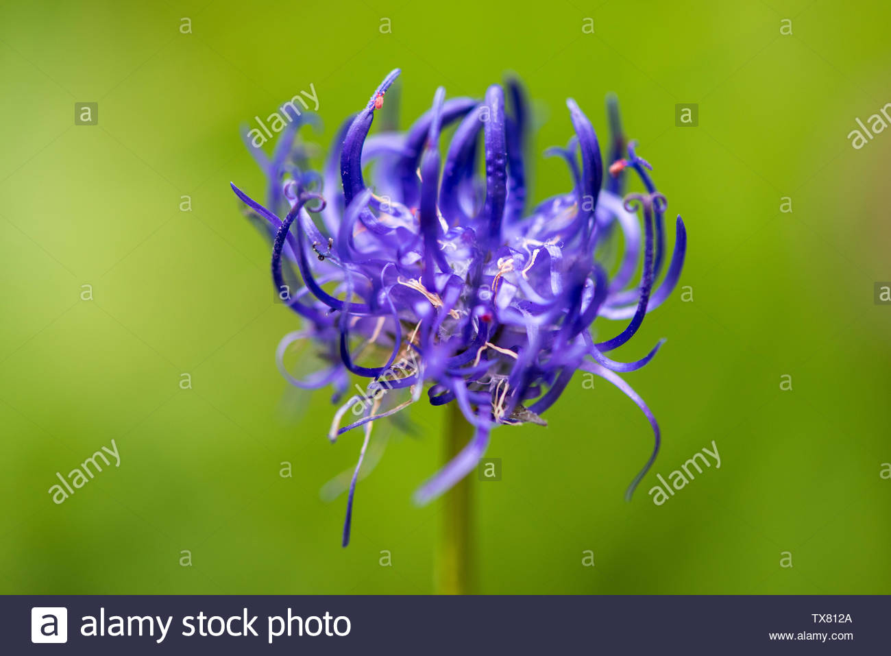 [44+] Frilly Background | WallpaperSafari