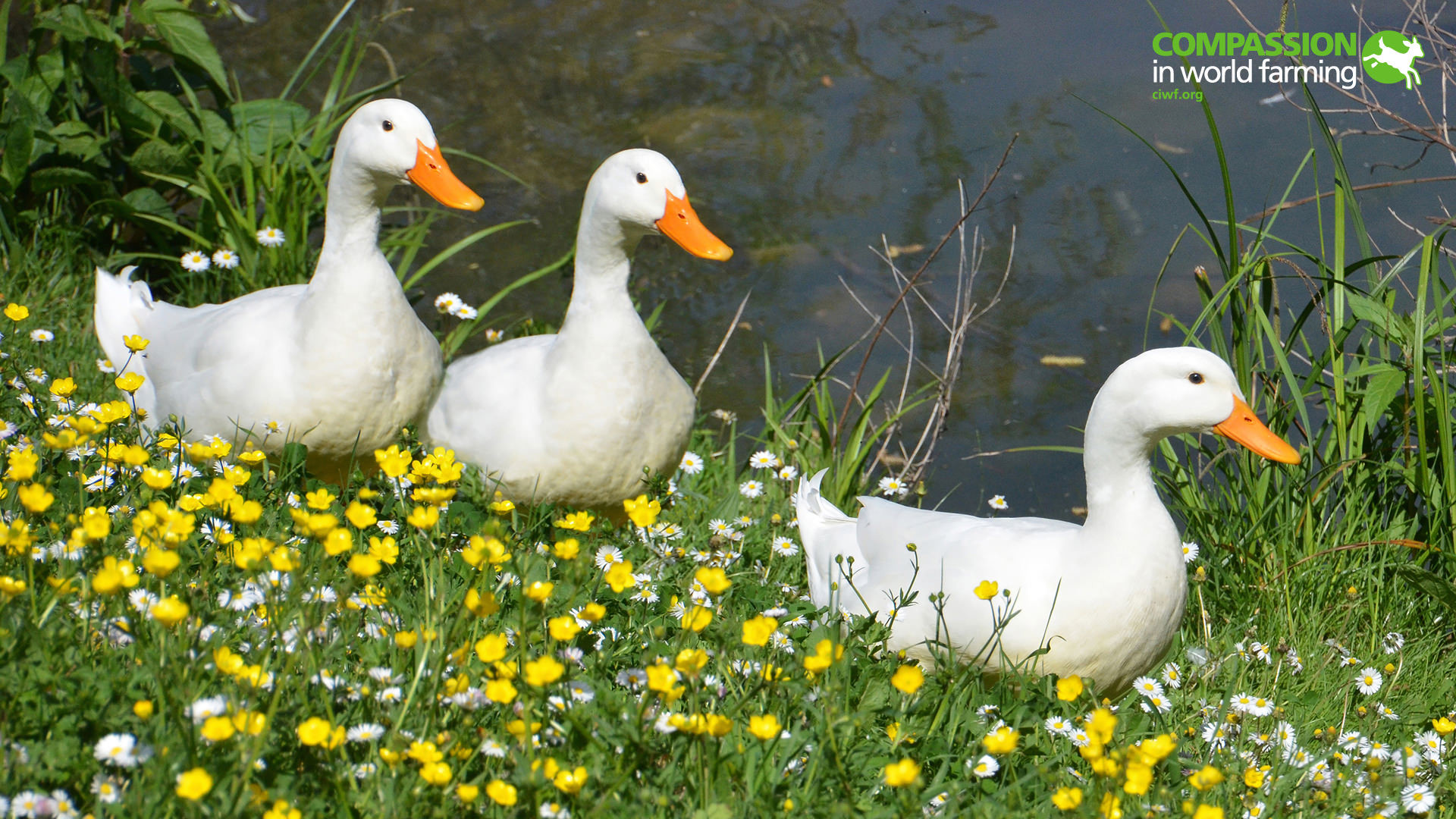 🔥 Free Download Farm Animals Wallpaper by @pstark | WallpaperSafari