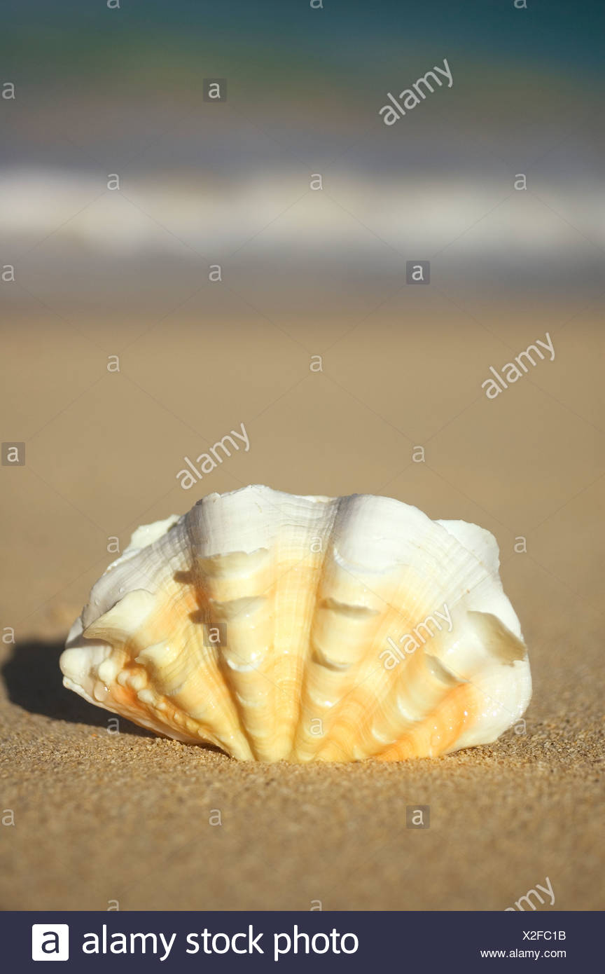 [44+] Frilly Background | WallpaperSafari