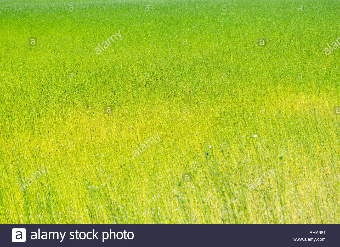 🔥 [46+] Flax Background | WallpaperSafari