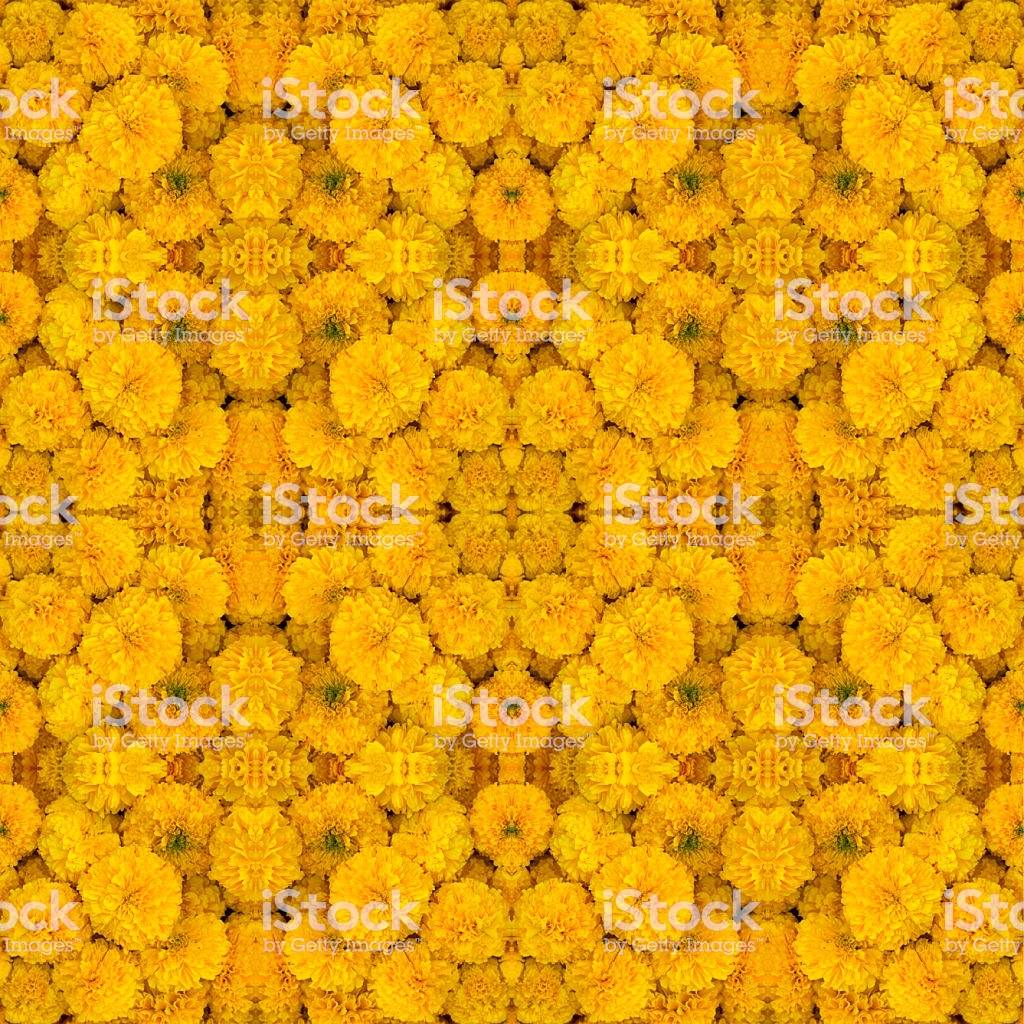 🔥 [40+] Marigold Background | WallpaperSafari
