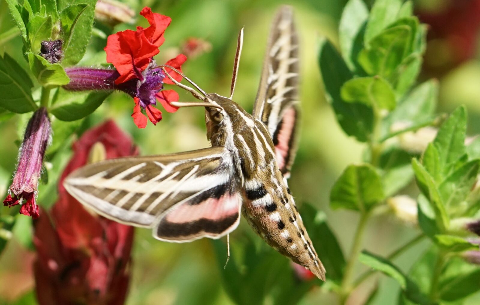 🔥 Free Download Sphinx Moths Wallpaper by @vincentmolina | WallpaperSafari