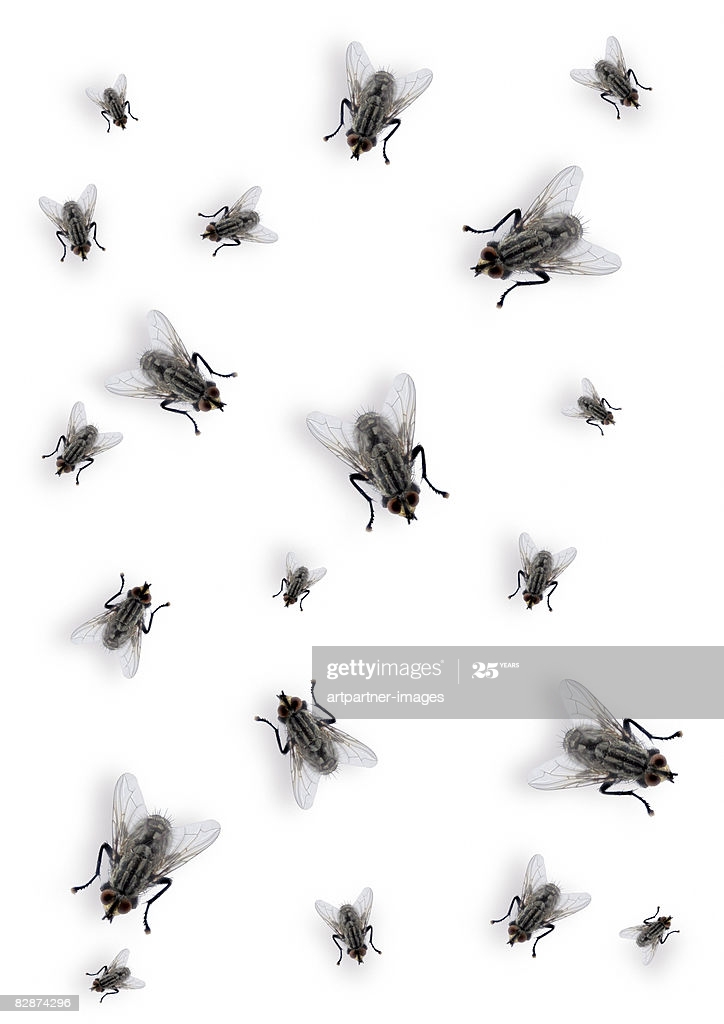 🔥 Free Download Many Flies On White Background High Res Stock Photo ...