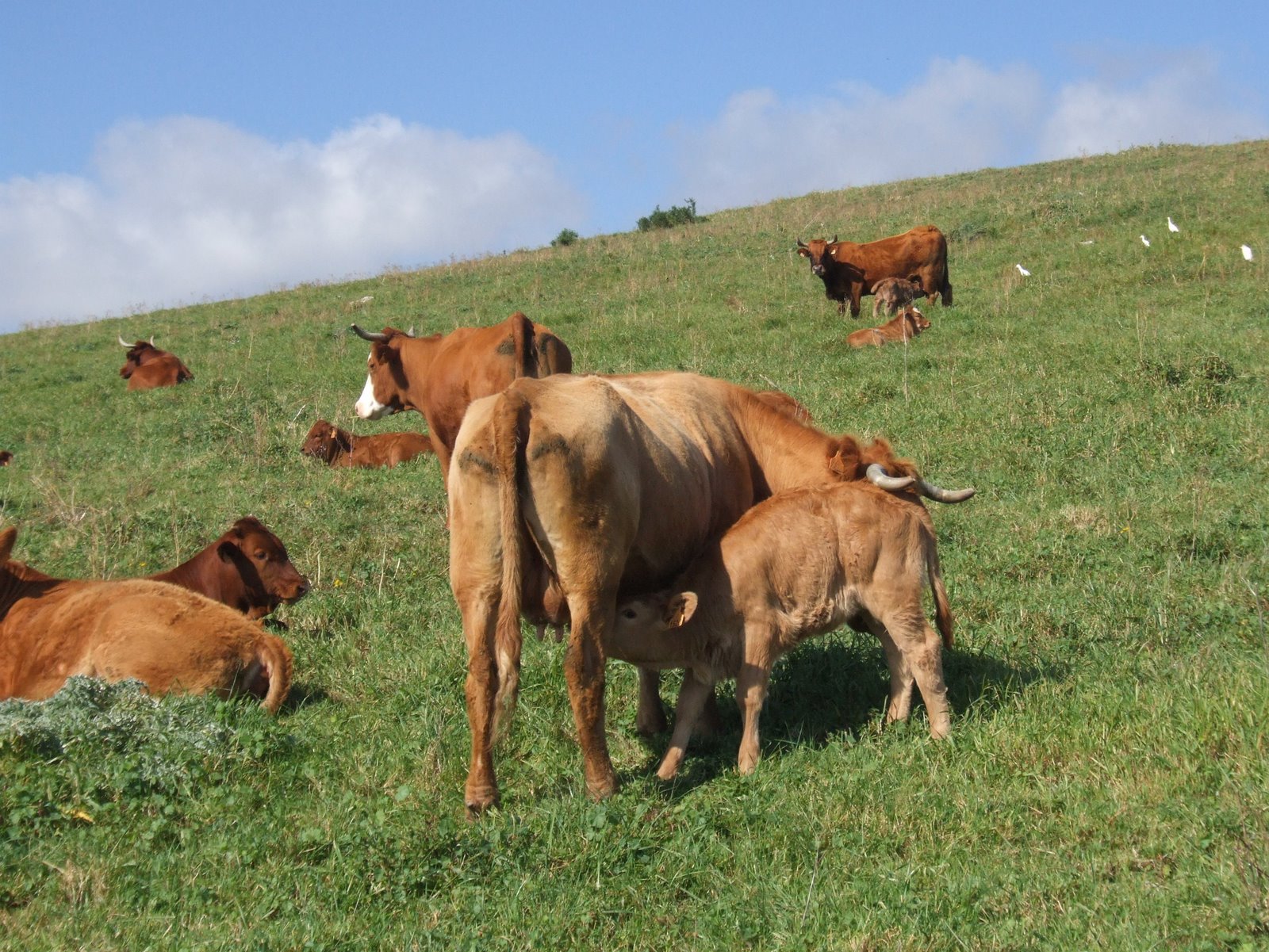 🔥 [100+] Beef Wallpapers | WallpaperSafari