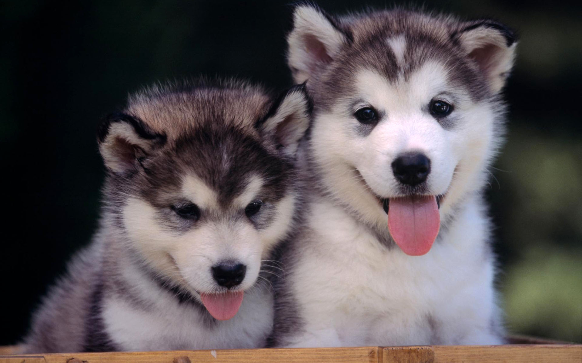 🔥 Free Download Cute Puppy Hd Wallpaper | WallpaperSafari