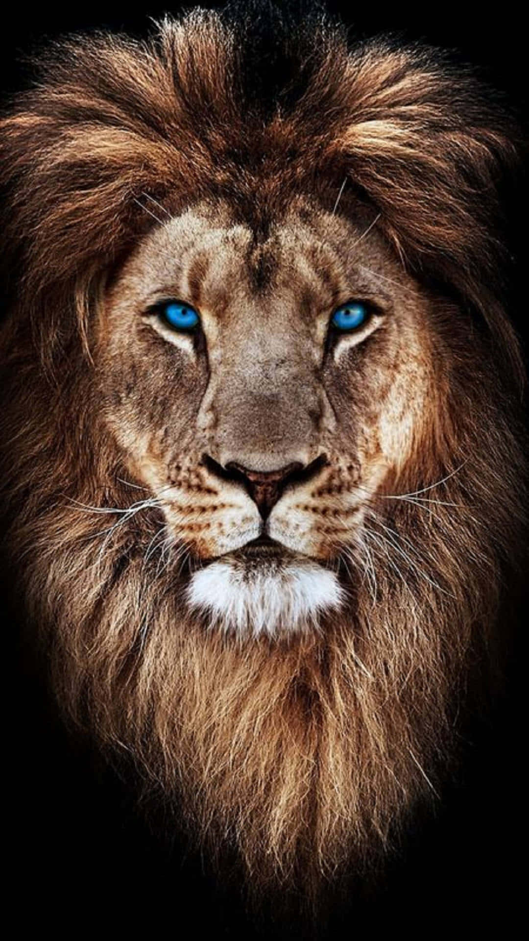 🔥 [40+] Lion Face Wallpapers | WallpaperSafari