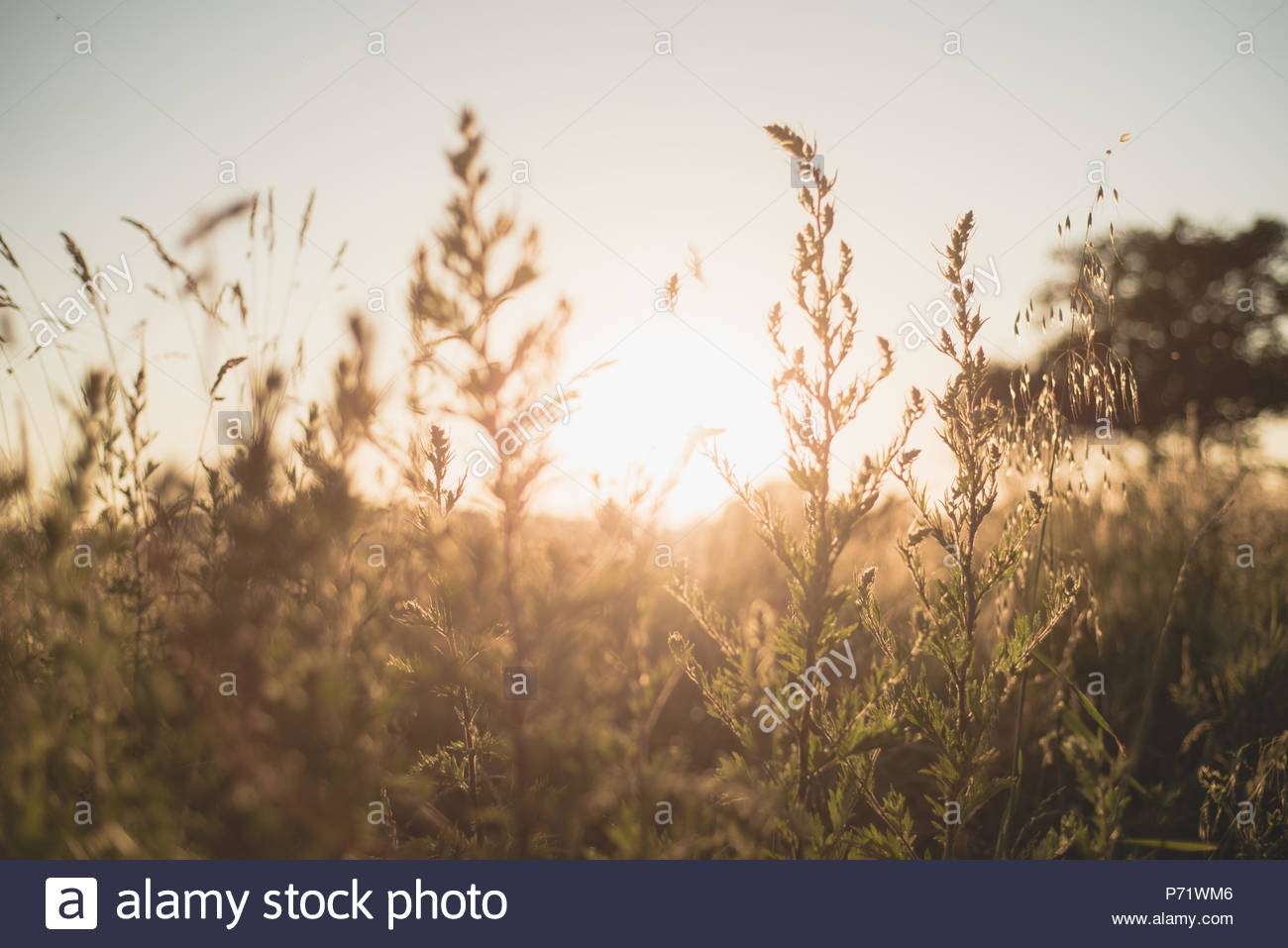 [42+] Sunlit Backgrounds | WallpaperSafari