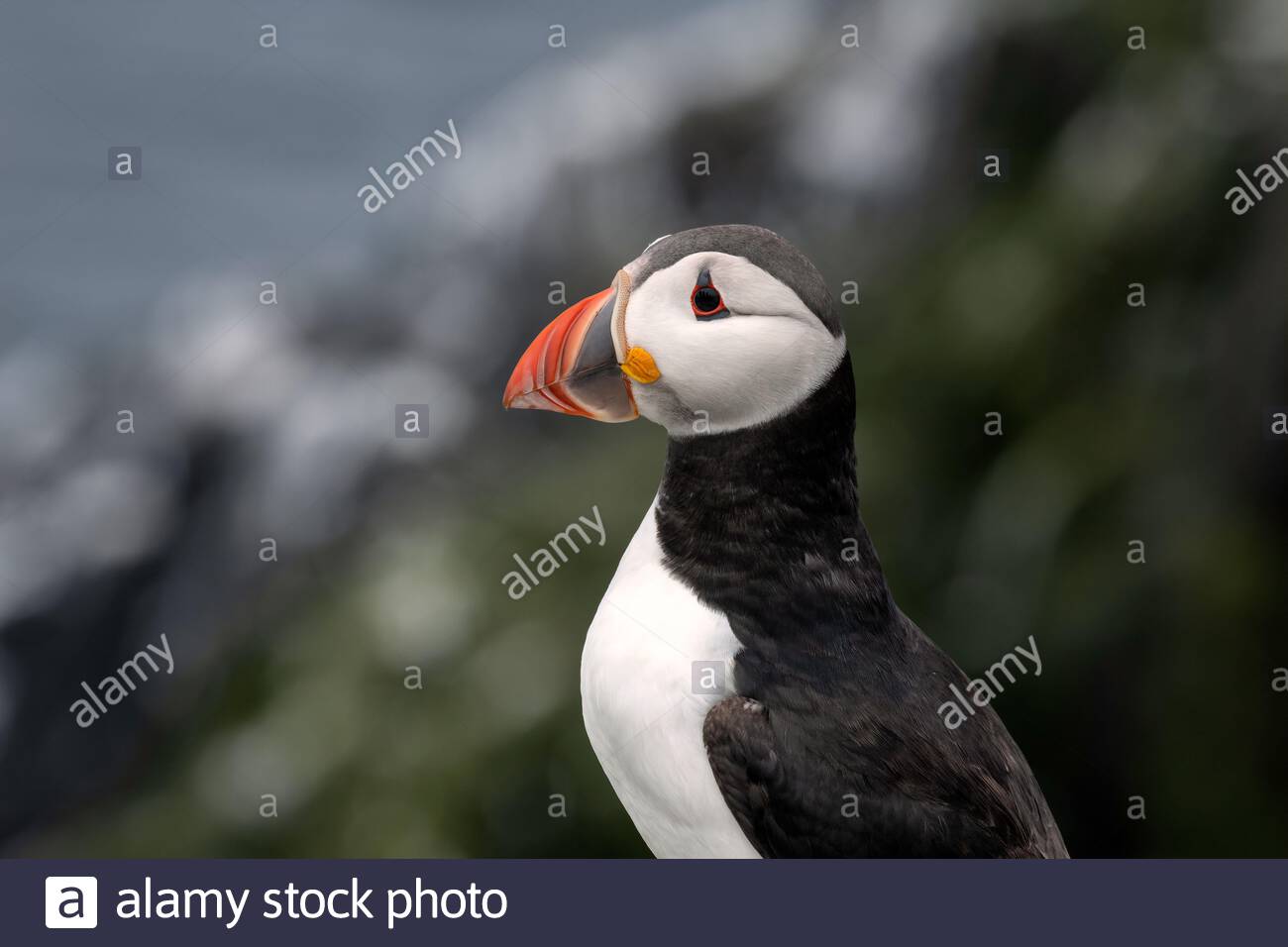 🔥 [26+] Puffin Background | WallpaperSafari