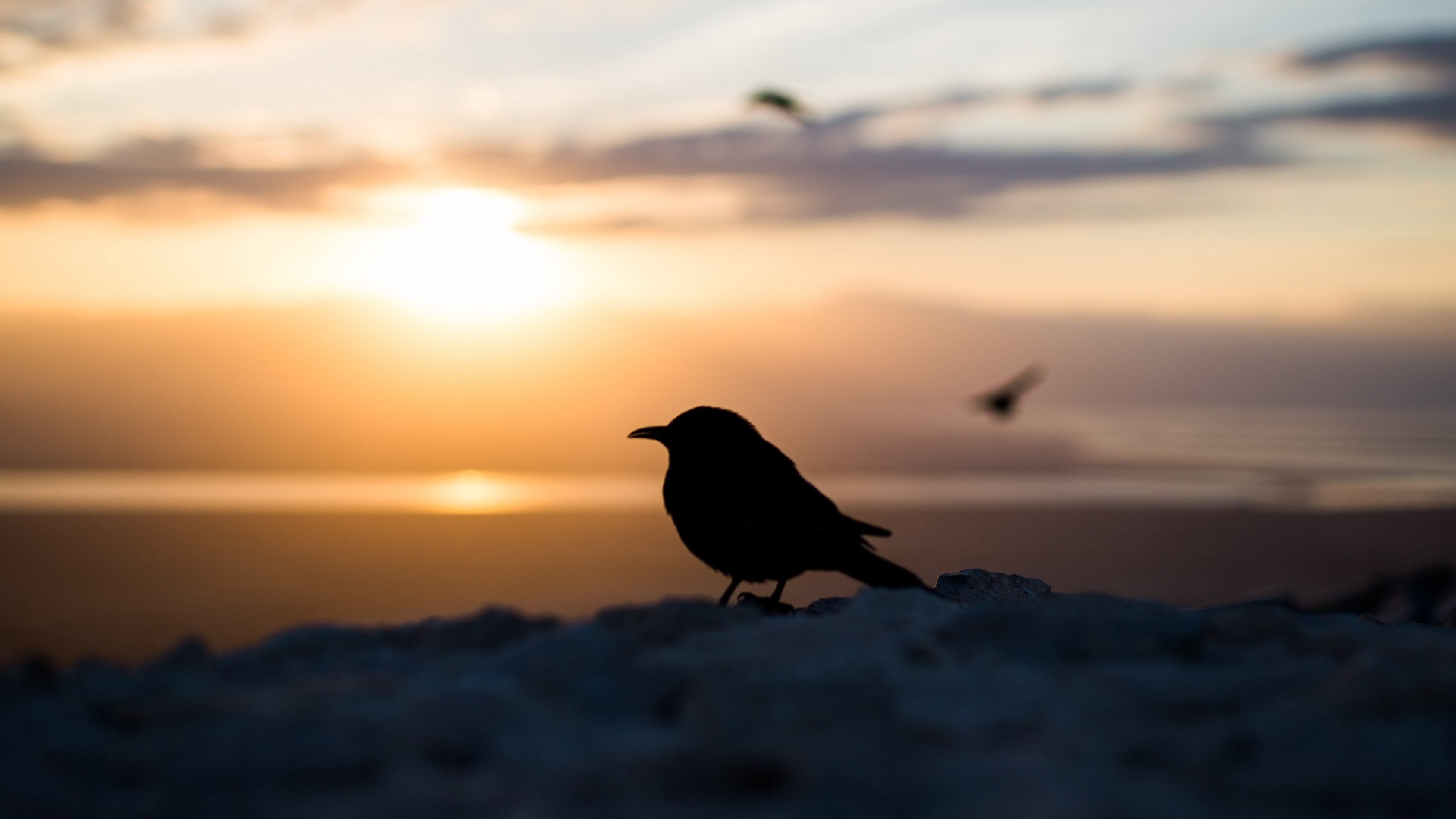 Free download Bird silhouette at the sunset HD Wallpaper 4K Ultra HD HD ...