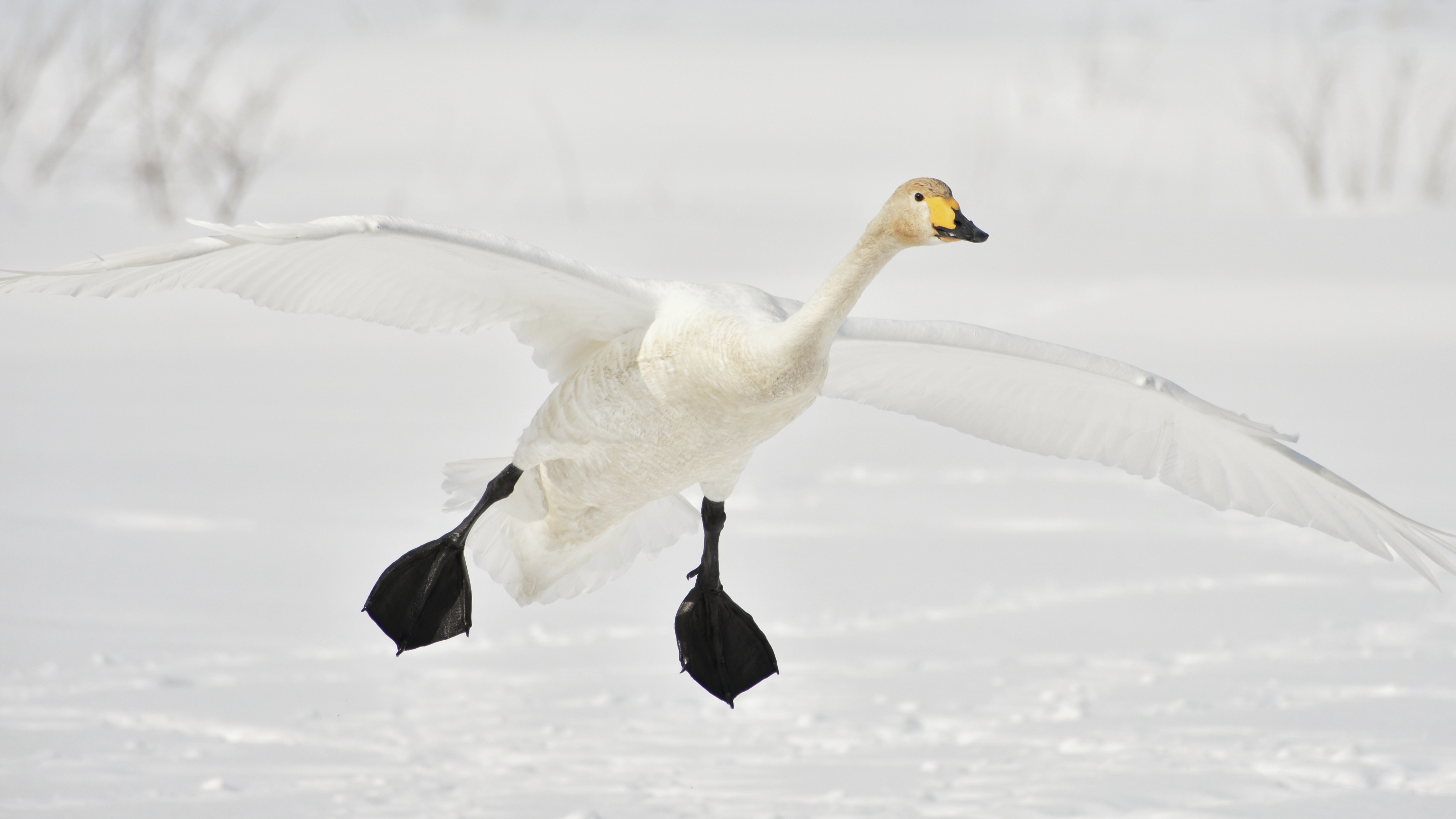 🔥 Free Download White Bird Snow Goose Animal 4k Ultra Hd Wallpaper By ...