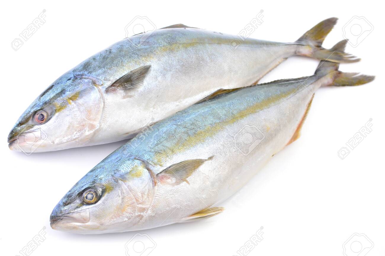 🔥 [32+] Amberjack Background | WallpaperSafari